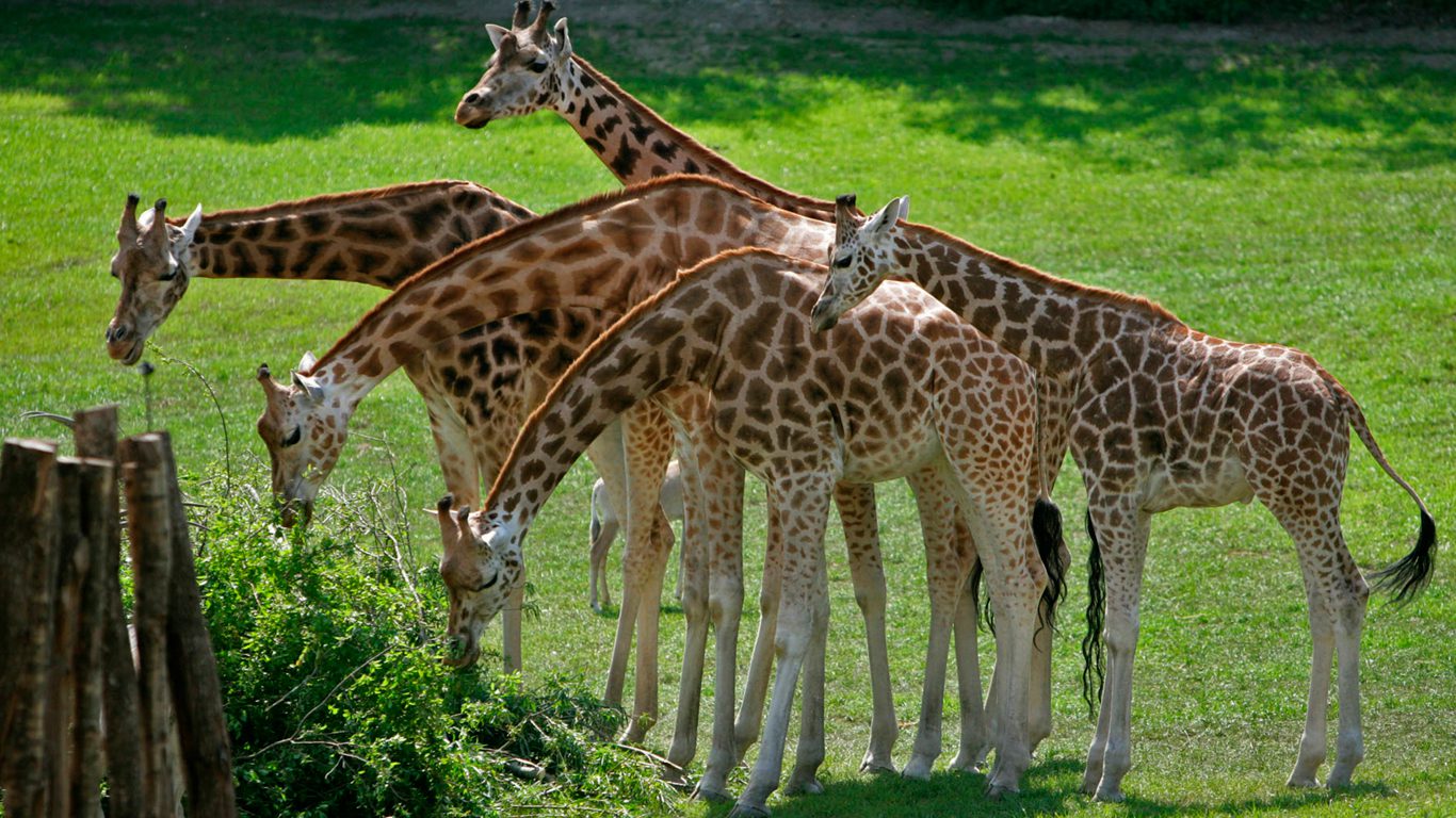 Aalborg Zoo - Kom tæt på dyr fra hele kloden | VillaVilla