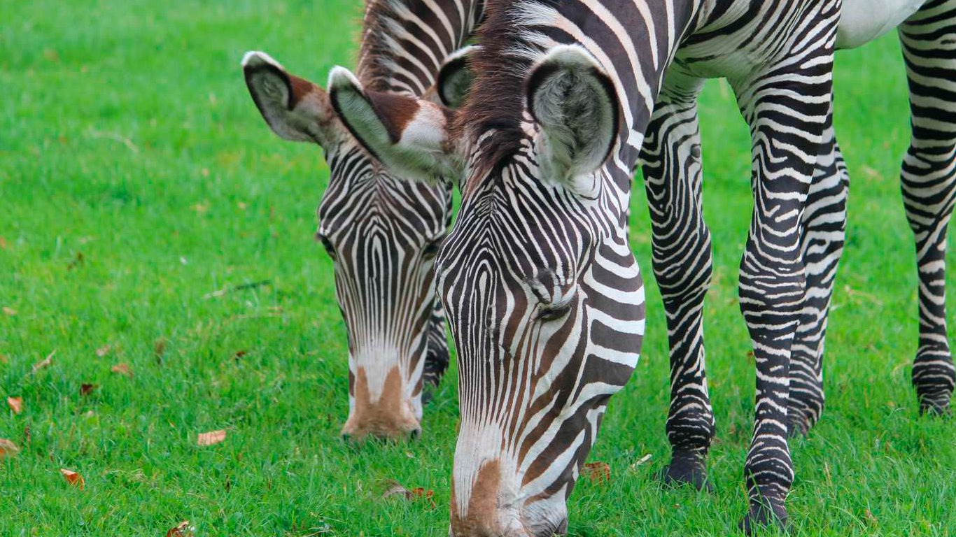 Aalborg Zoo - kom tett på dyrearter fra hele verden | VillaVilla