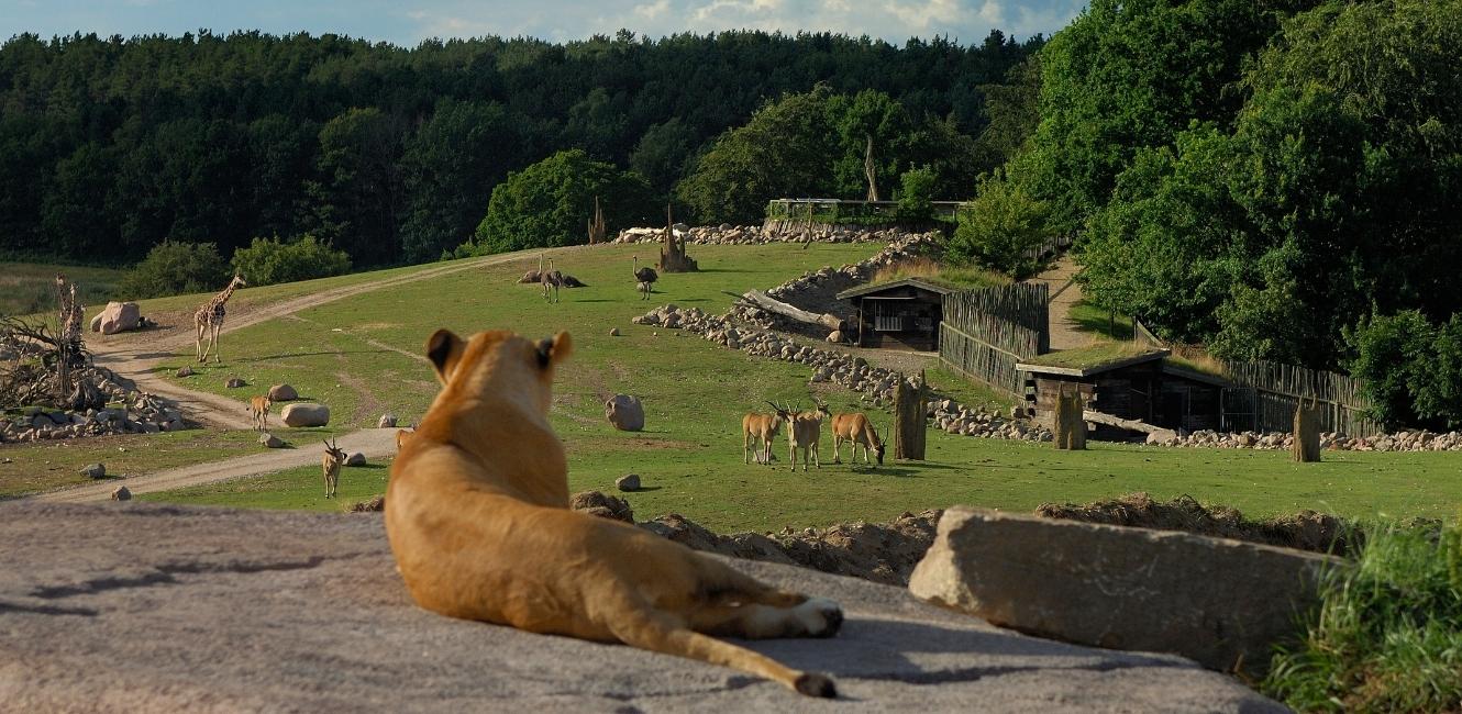 Ree Park Safari – møt dyr fra hele verden