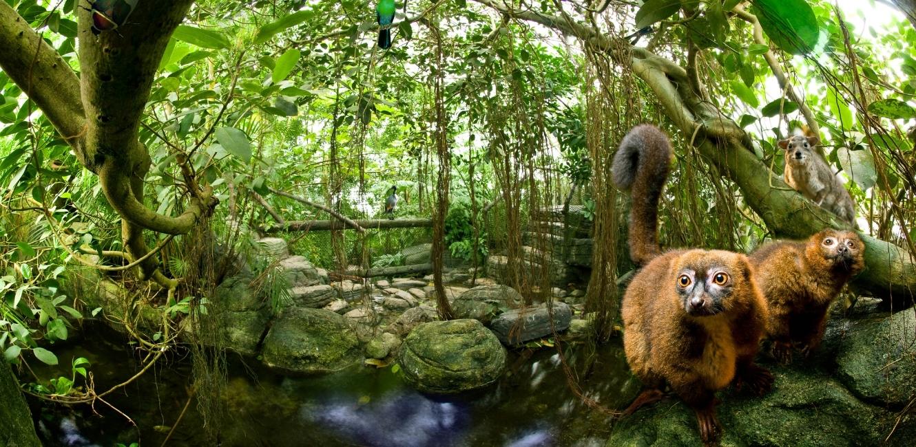 Regenwald-Zoo Randers Regnskov — Attraktionen & Tipps