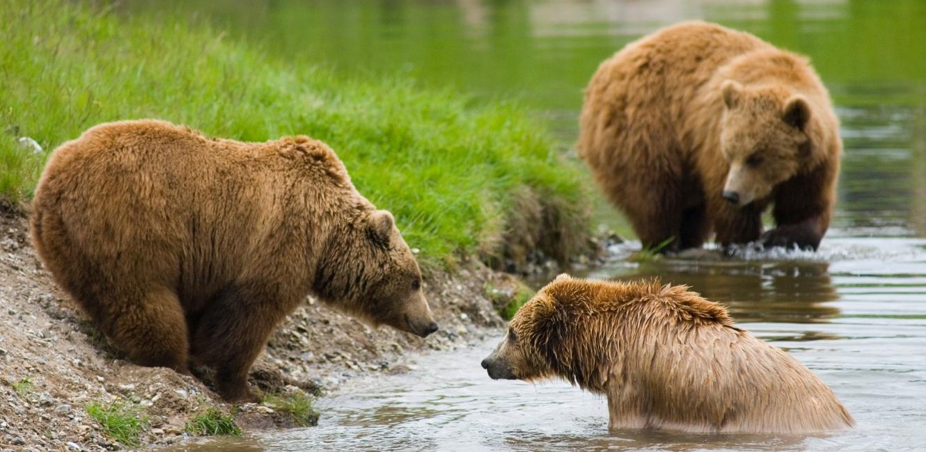Skandinavisk Dyrepark — Attraktionen & Tipps