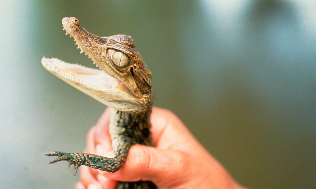 Krokodil Zoo - Kommen Sie Krokodilen ganz nah | VillaVilla